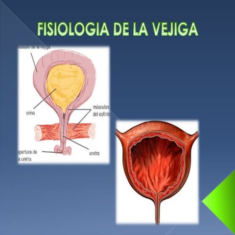 Anatomía De La Vejiga
