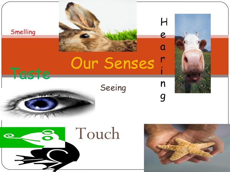 Five senses ppt