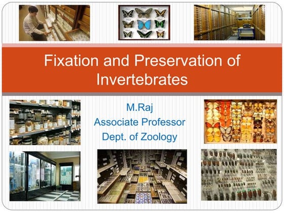Collection & Preservation of Animal Specimens | PDF | Alcoholic ...