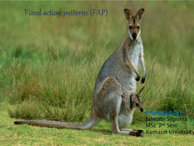 Proximate vs ultimate causes of animal behavior | PPTX