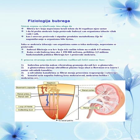 Fiziologija bubrega | DOC