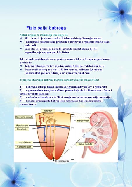 Sistem organa za izlucivanje | PPT