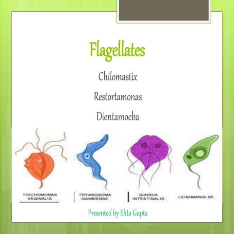 Flagellates | PPT