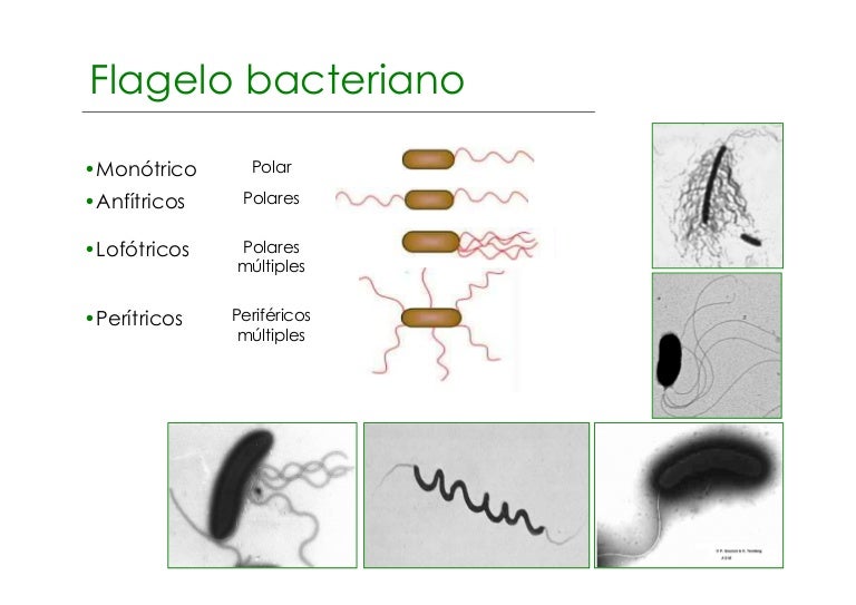 Flagelo bacteriano