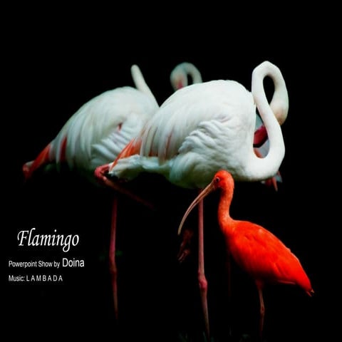 Flamingo | PPS