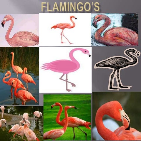 Flamingo’s | PPTX | Birds | Pets