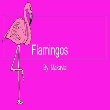 Flamingos | PPTX