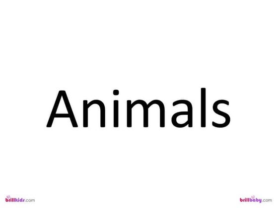 Animals Docx