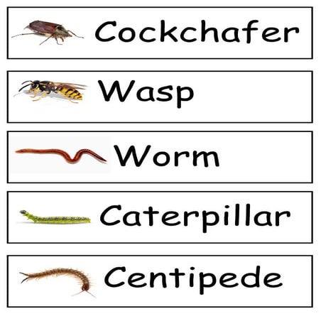 Flashcards - insects | PDF