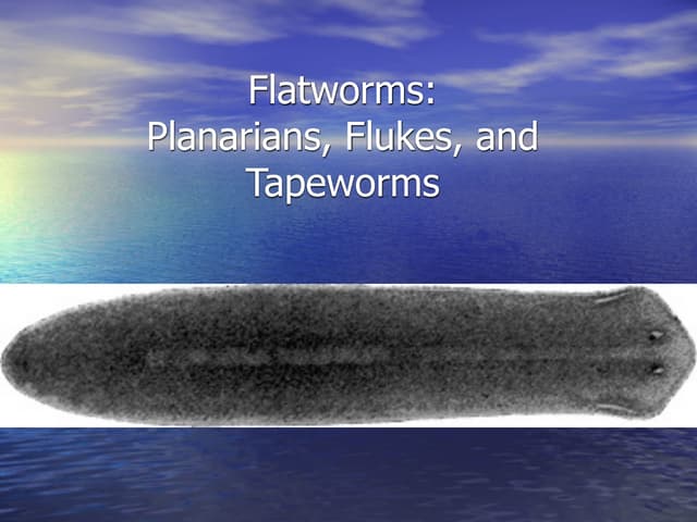 Platyhelminthes | PPTX