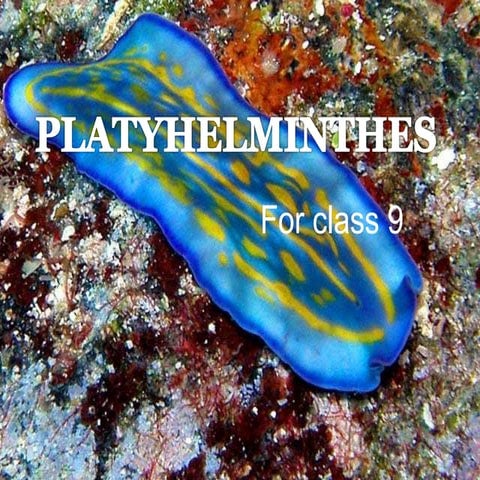 Flatworms | PPTX | Biological Sciences | Science