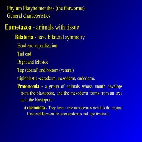 flatworms.ppt important notes for bsc zbc | PPT