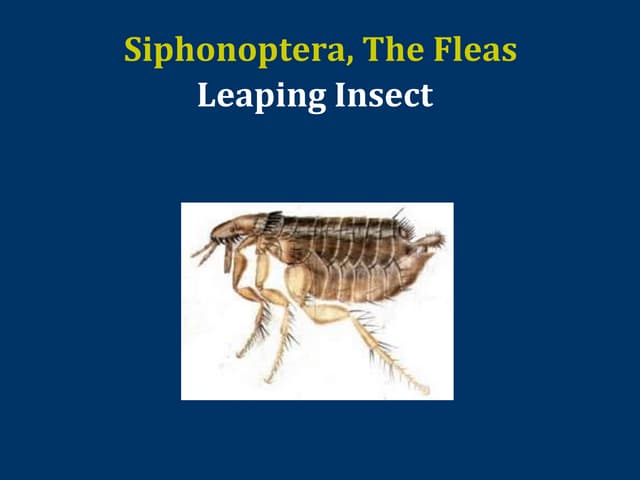 Fleas.pptx
