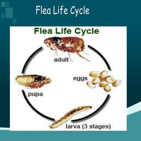 Flea life cycle | PPTX