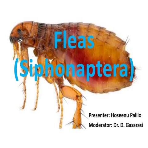 PRESENTATION ON FLEAS MORPHOLOGY, EPIDEMIOLOGY AND MEDICAL IMPORTANCE | PPTX