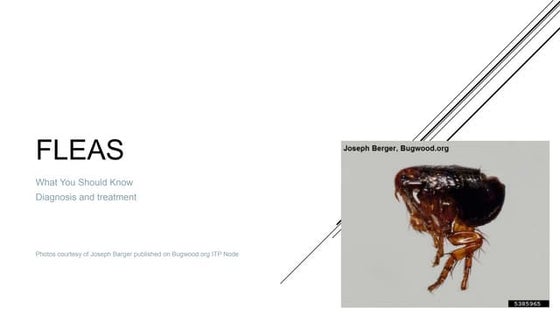 Fleas know your enemy | PDF | Biological Sciences | Science