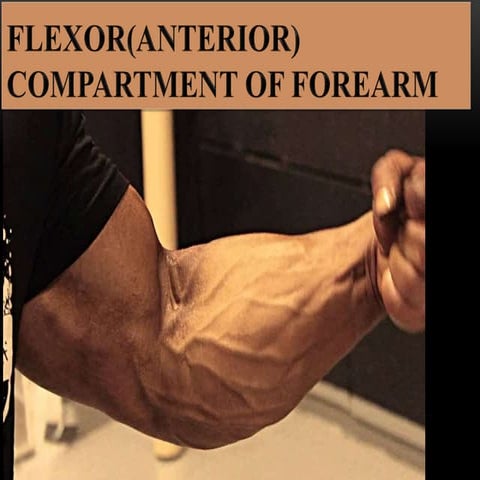 Nerves of hand | PPTX