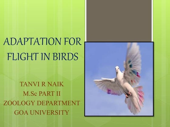 Flight adaptations in birds | PPTX | Birdwatching | Hobbies & Interests