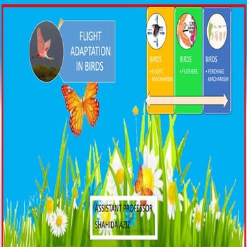 Flight adaptations in birds | PPTX
