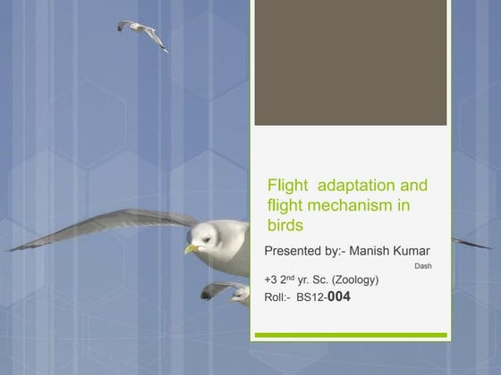 Flight Mechanism in Birds | PPT