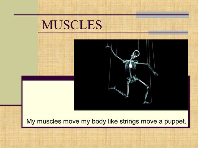 The muscular system powerpoint | PPT