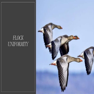 FLOCK UNIFORMITY PPT- POULTRY RAISING ANIMAL PRODUCTION | PPTX