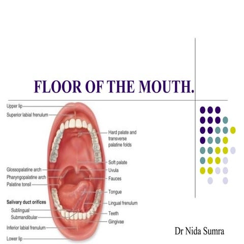 Floor of the mouth | PPT