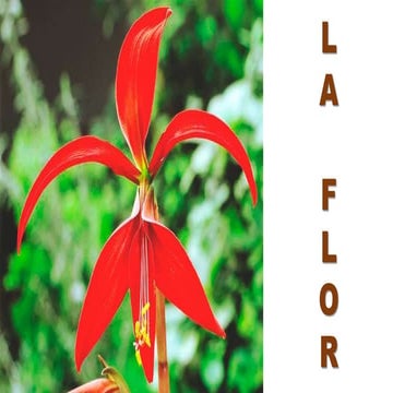 Estructura de-la-flor | DOC