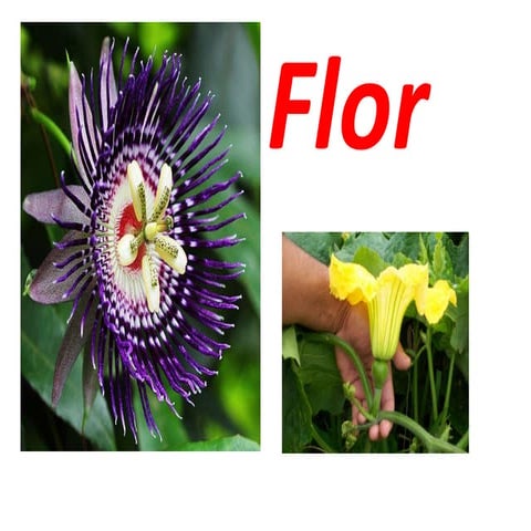 02. La flor, inflorescencia y fruto Autor Richard Javier Huaranca ...