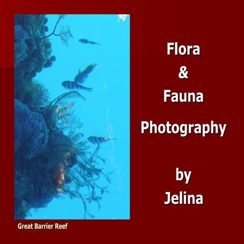 Flora & Fauna Photography | PPT