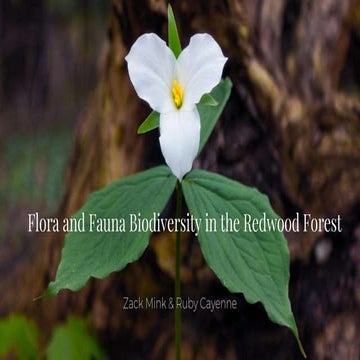 Flora and Fauna Biodiversity in the Redwood Forest.pptx