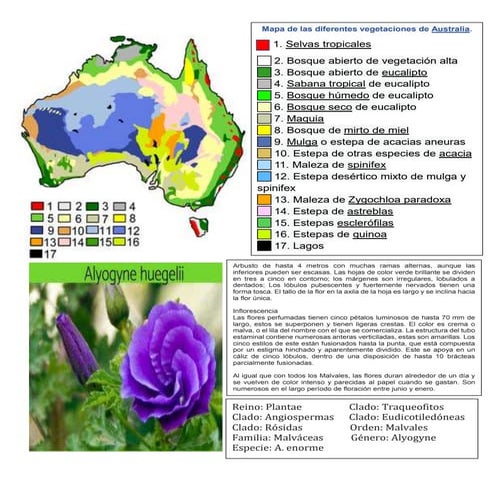 flora australia.docx