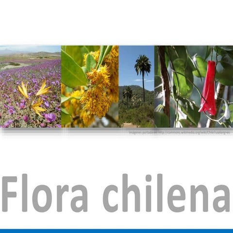 presentacion flora nativa de chile por zona | PPT