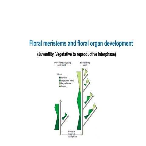 Comprehensive Insights into Floral Meristem Development and ...