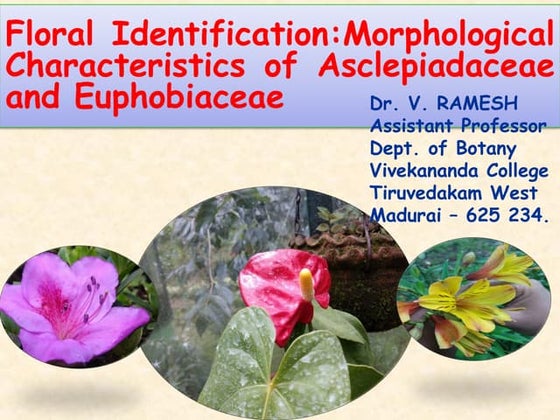 Morphology_of_Flowering_Plants_Class11.pptx