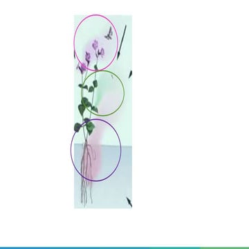 Dynamics of floral scent | PPTX