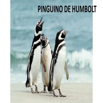 FLORA Y FAUNA DE CHINCHA.pptx