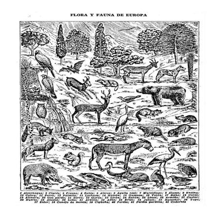 Flora y fauna de Europa | DOCX