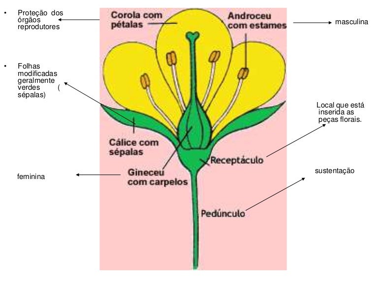 Estrutura da flor