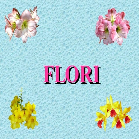 Flori | PPS