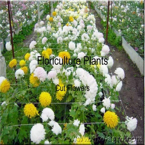 Floriculture cut flower plants | PPT