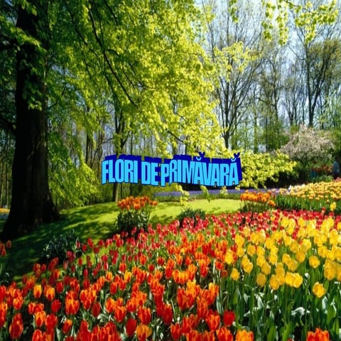 Florile primaverii | PPT