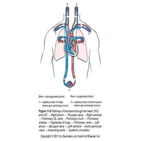 Drugs affecting the circulatory system | PPT