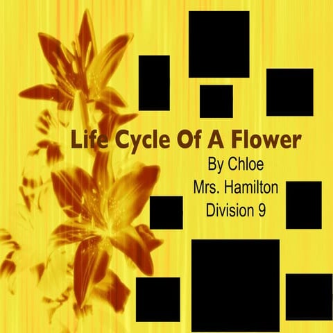 Plants life cycles | PPT