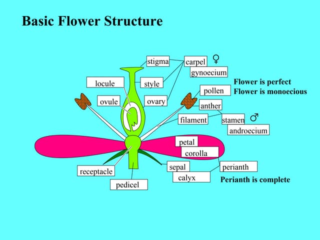 Floral formula and floral diagram | PPTX