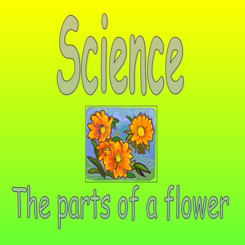 Flower | PPT