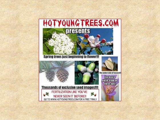 Parts of a flower | PPT