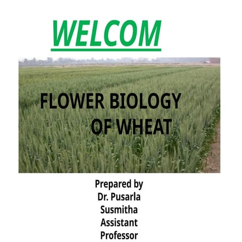 flower-biology-of-wheat reproduction-1.pptx