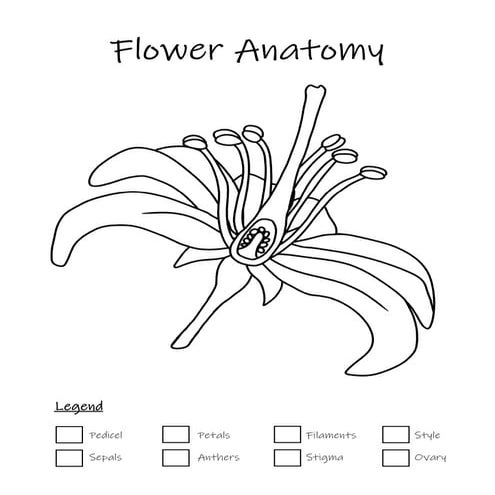 Flower_Anatomy_Coloring.pdf