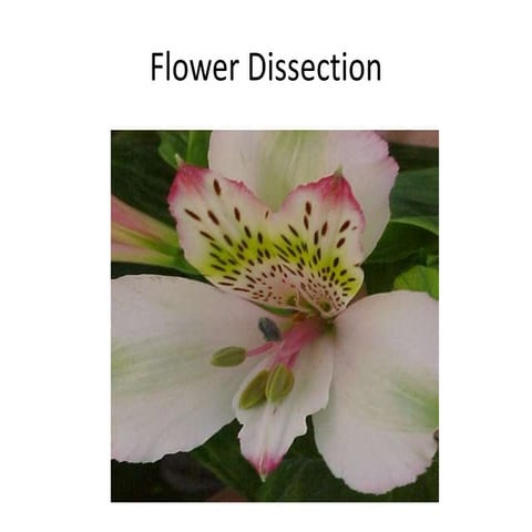 Flower Dissection.ppt
